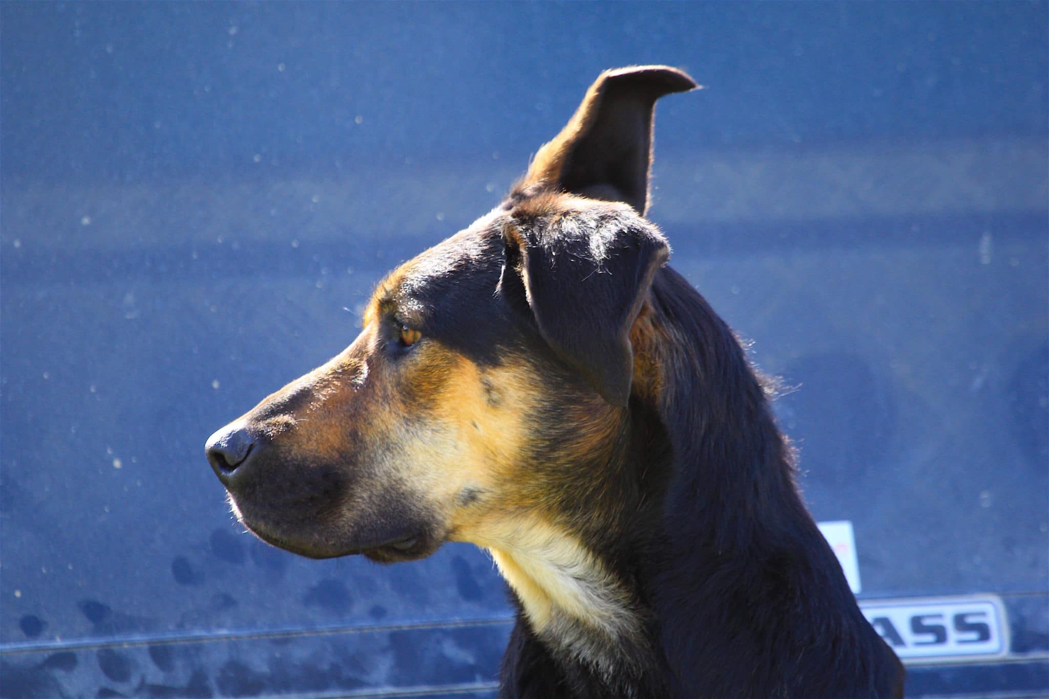 East Coast Dog Trials - ER Imaging Photography